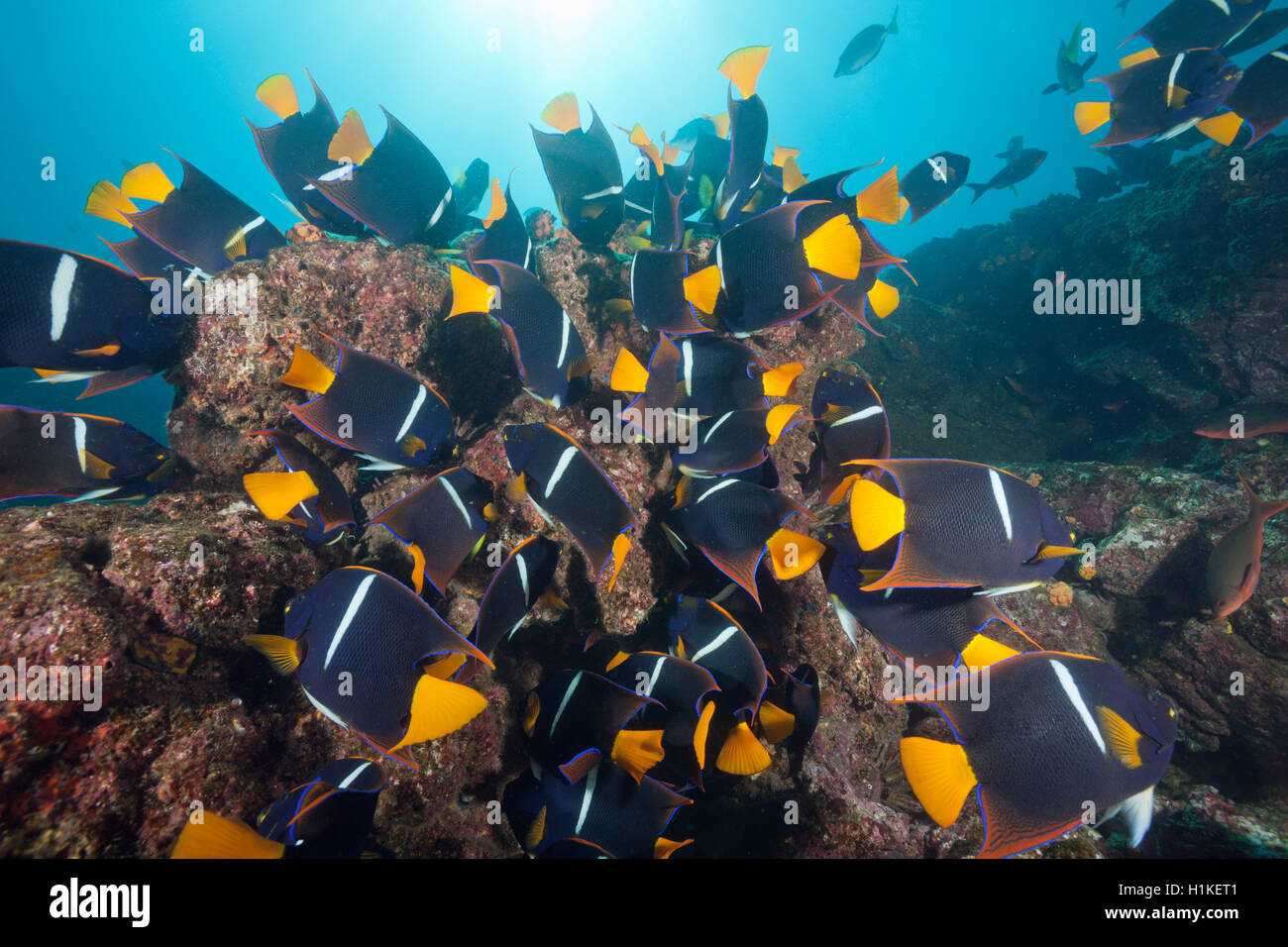 Cabo marshall Banque de photographies et d’images à haute résolution ...