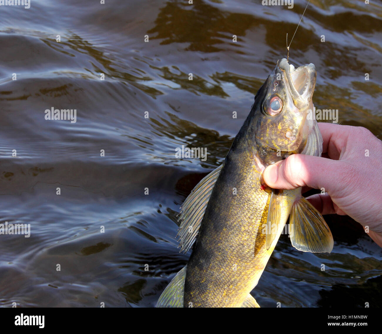 Walleye fish Banque de photographies et d’images à haute résolution - Alamy