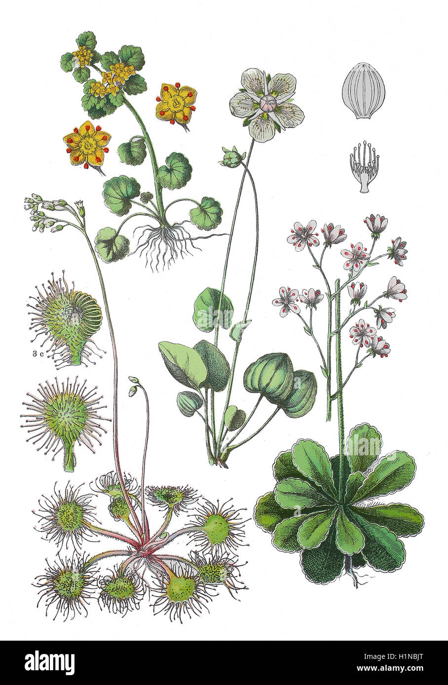 Le rossolis à feuilles rondes, rossolis commun ou Drosera rotundifolia ...