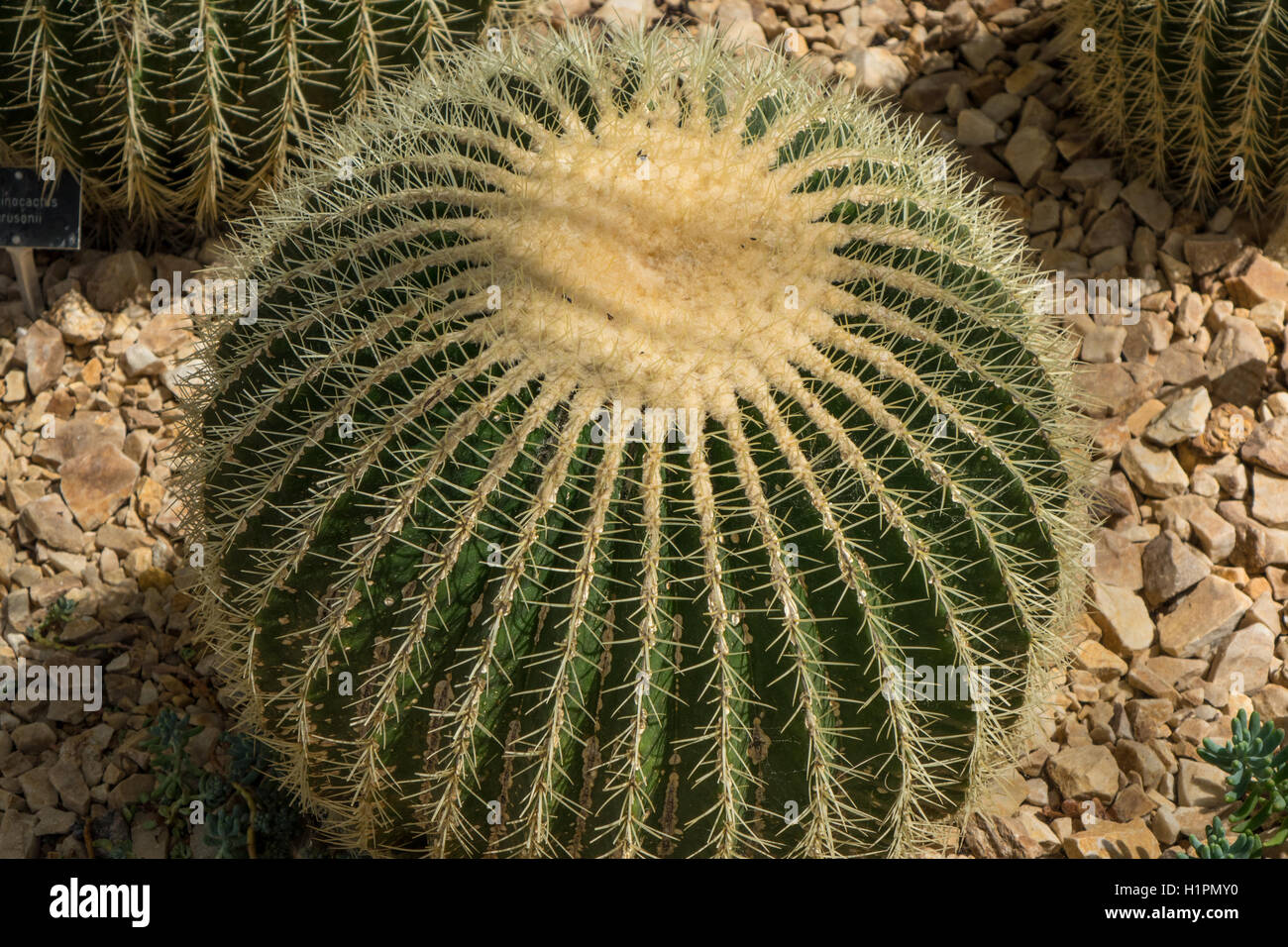 Boule de cactus Banque de photographies et d’images à haute résolution ...