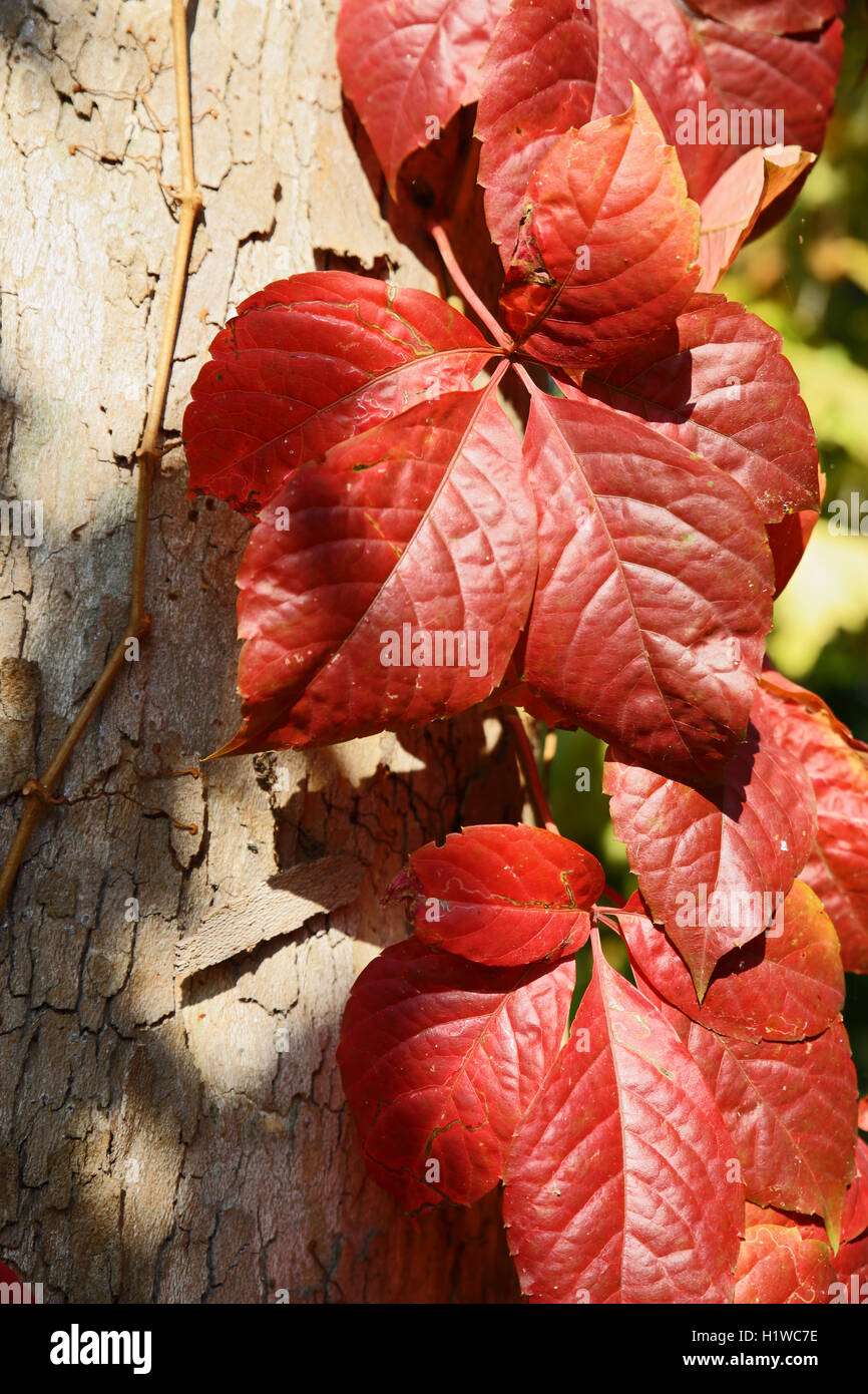 Feuilles rouges sur un arbre Banque de photographies et d’images à ...