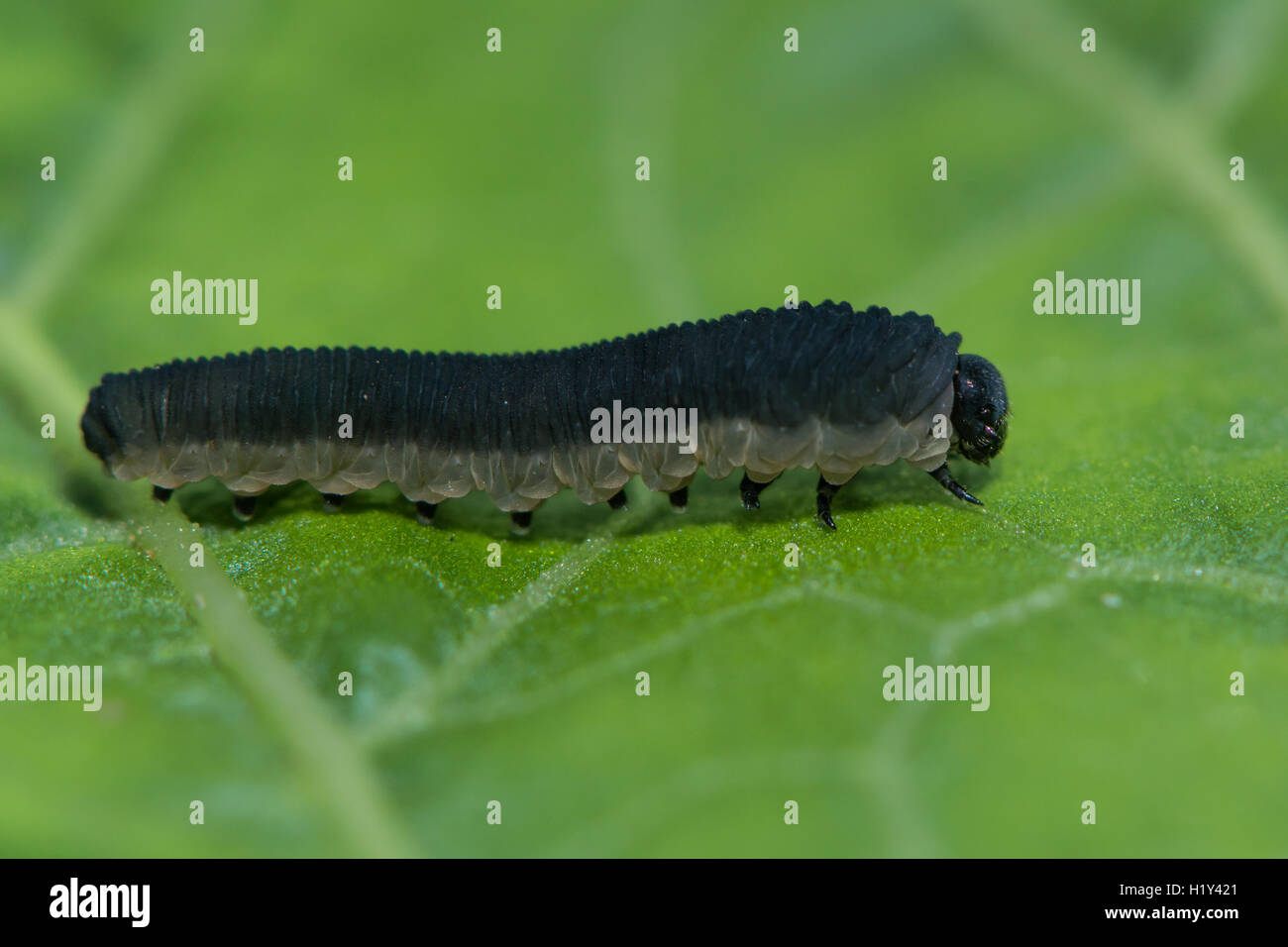 Larve de tenthrède du navet (Athalia rosae) sur le raifort. Caterpillar ...