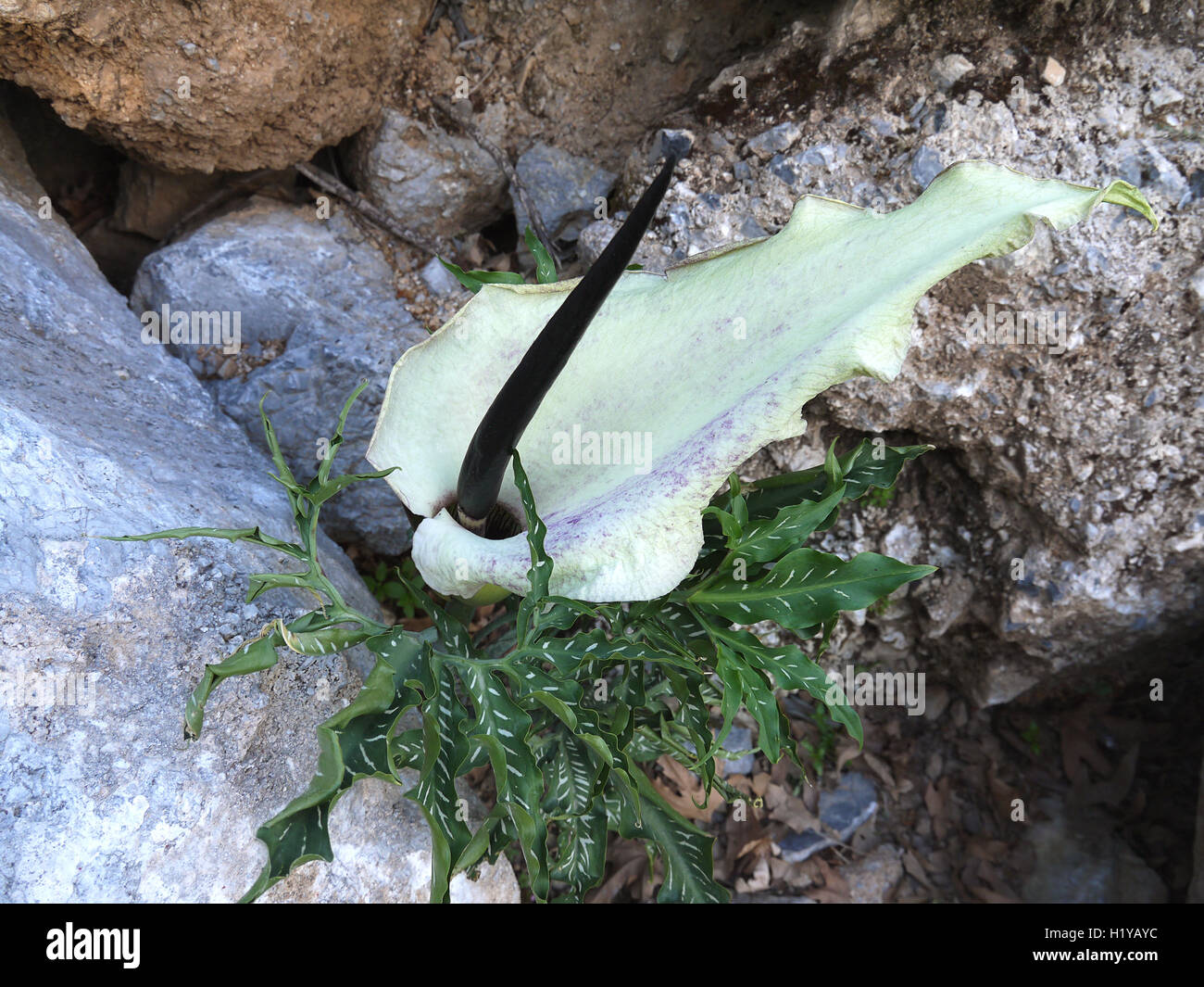 Gorge de rouvas Banque de photographies et d’images à haute résolution ...