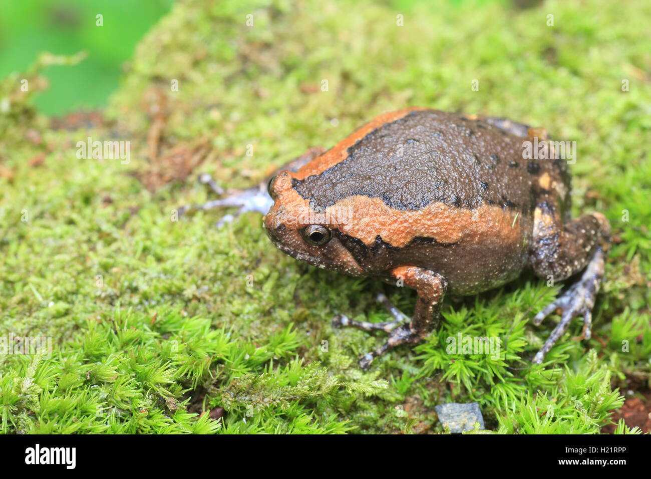 Grenouille ouaouaron Banque de photographies et d’images à haute ...