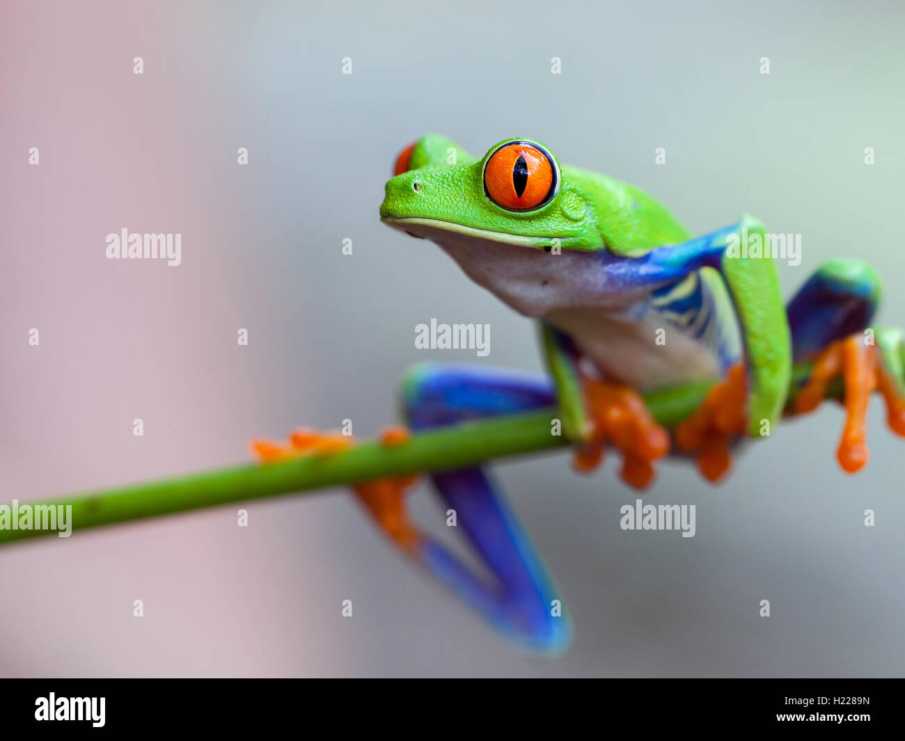 Rainette grenouille tropicale exotique Banque de photographies et d ...