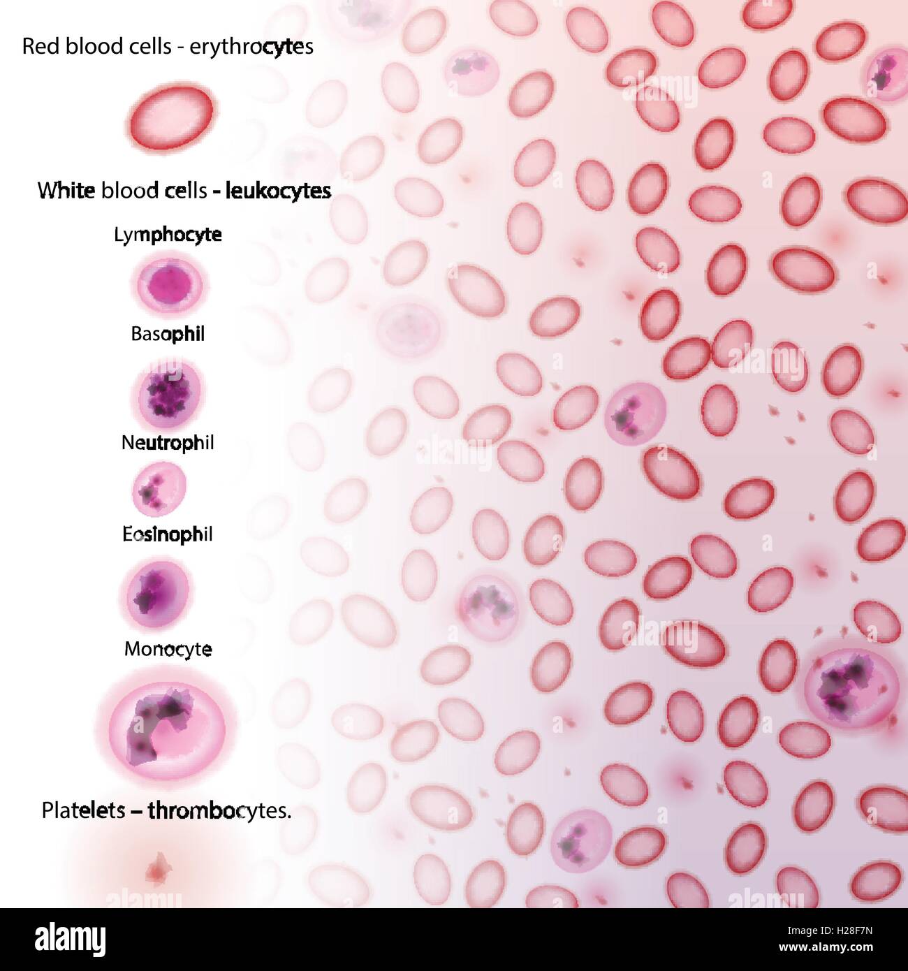 La description des types de cellules du sang Image Vectorielle Stock ...