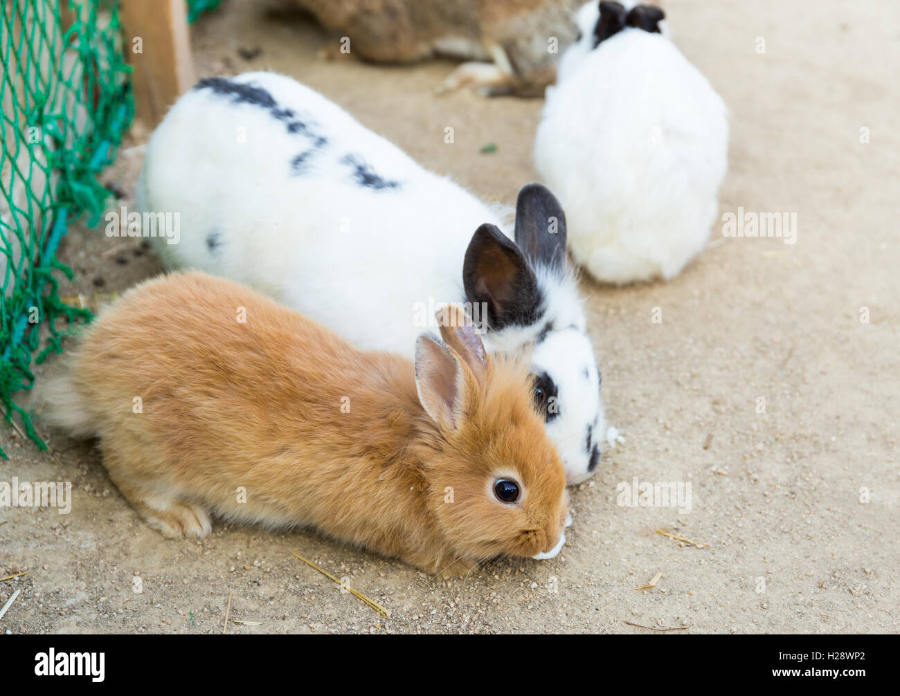 Lapin ferme Banque de photographies et d’images à haute résolution - Alamy