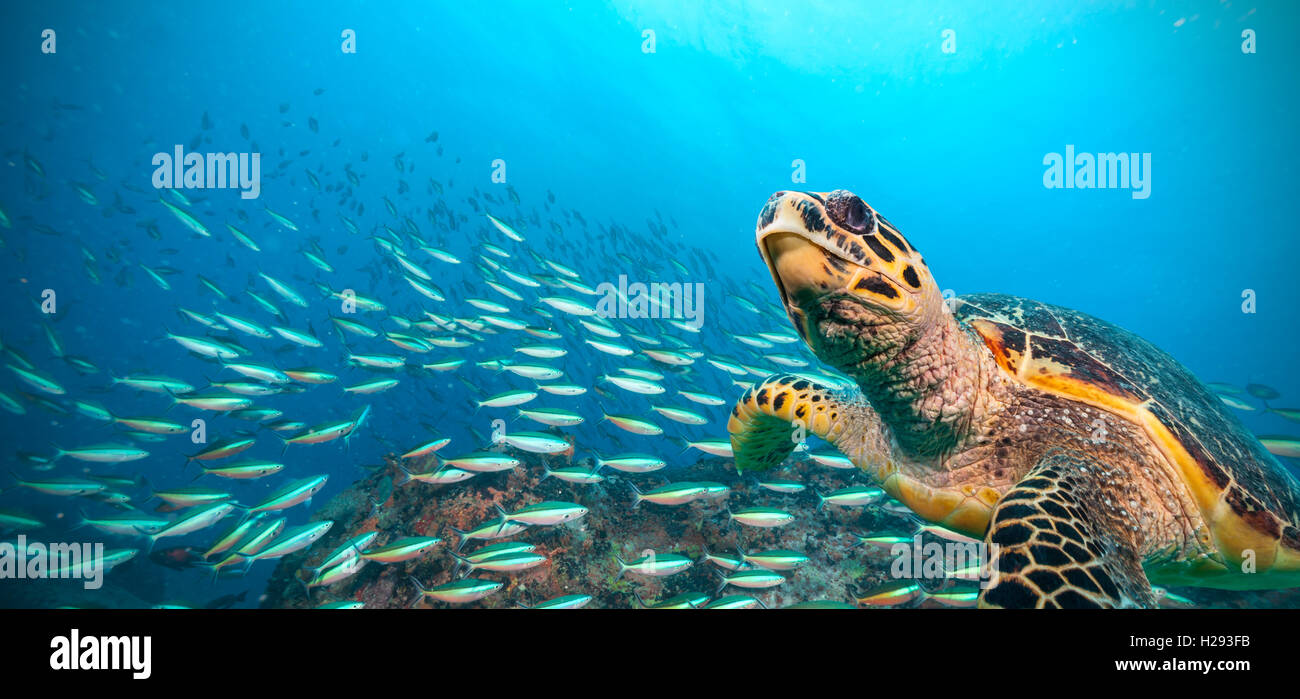 Tortue marine Banque de photographies et d’images à haute résolution ...