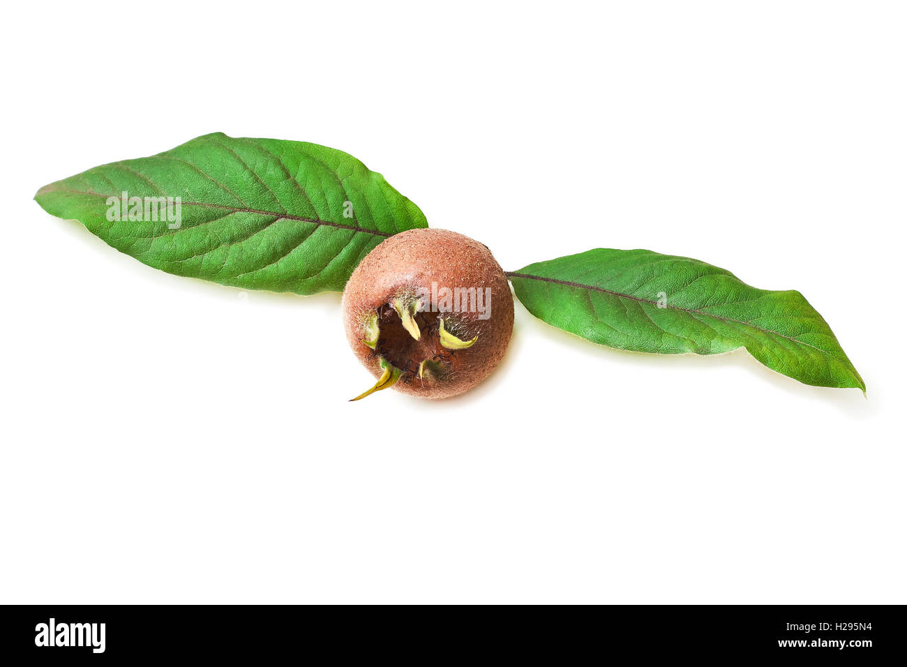 Néflier commun Banque de photographies et d’images à haute résolution ...