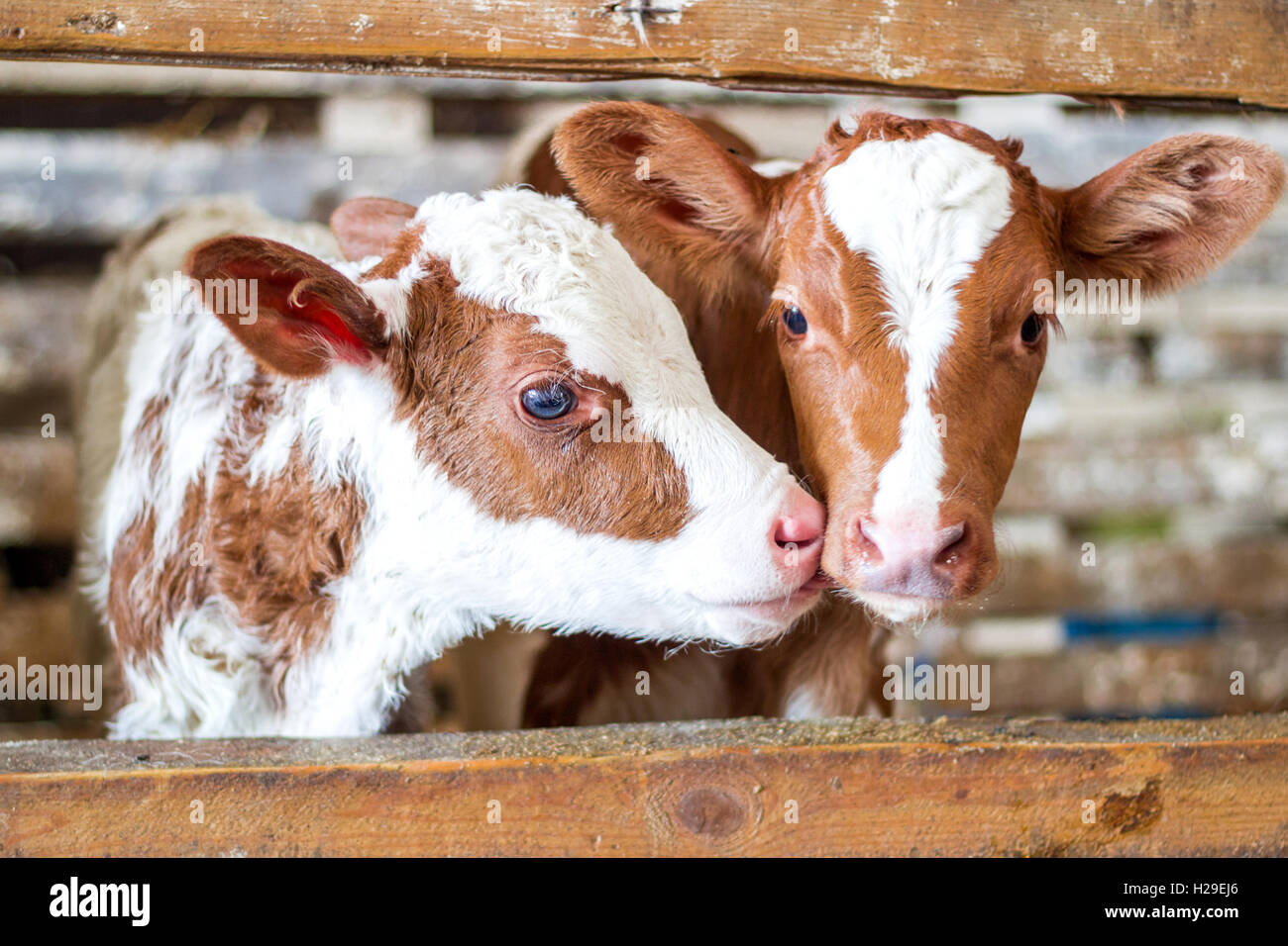 Vache et veau Banque de photographies et d’images à haute résolution ...