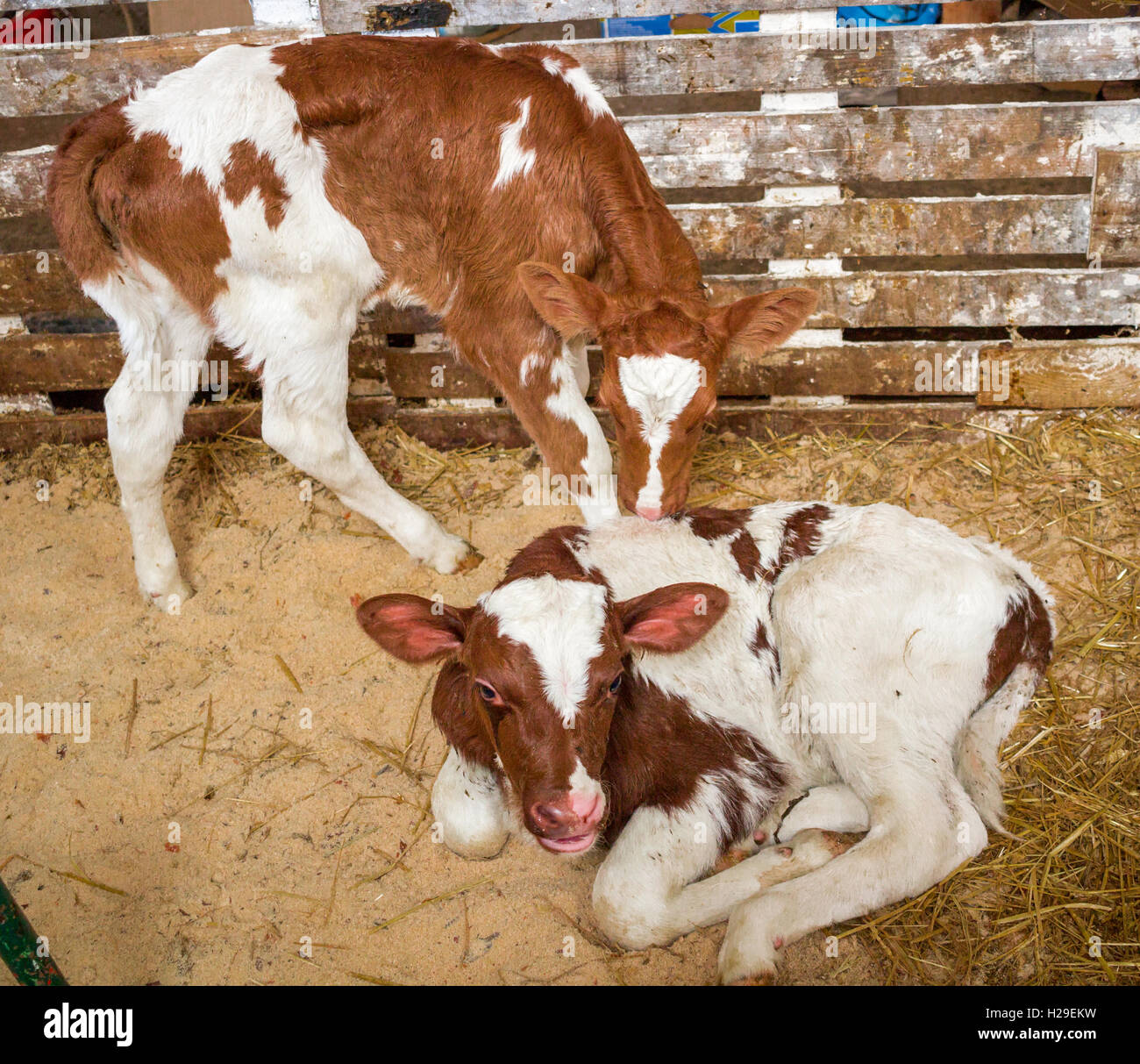 Baby cow Banque de photographies et d’images à haute résolution - Alamy