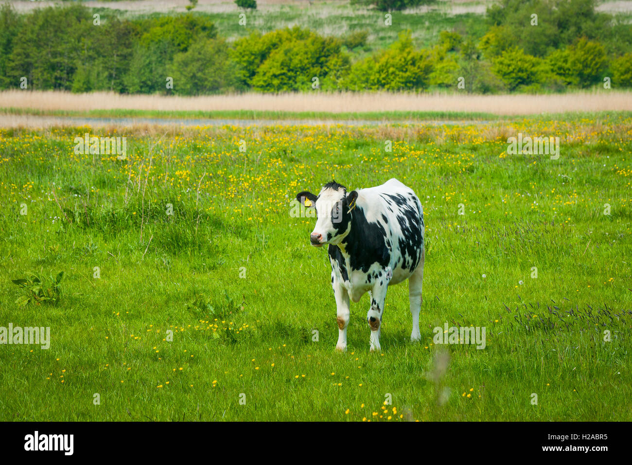 Taureau holstein frisonne Banque de photographies et d’images à haute ...