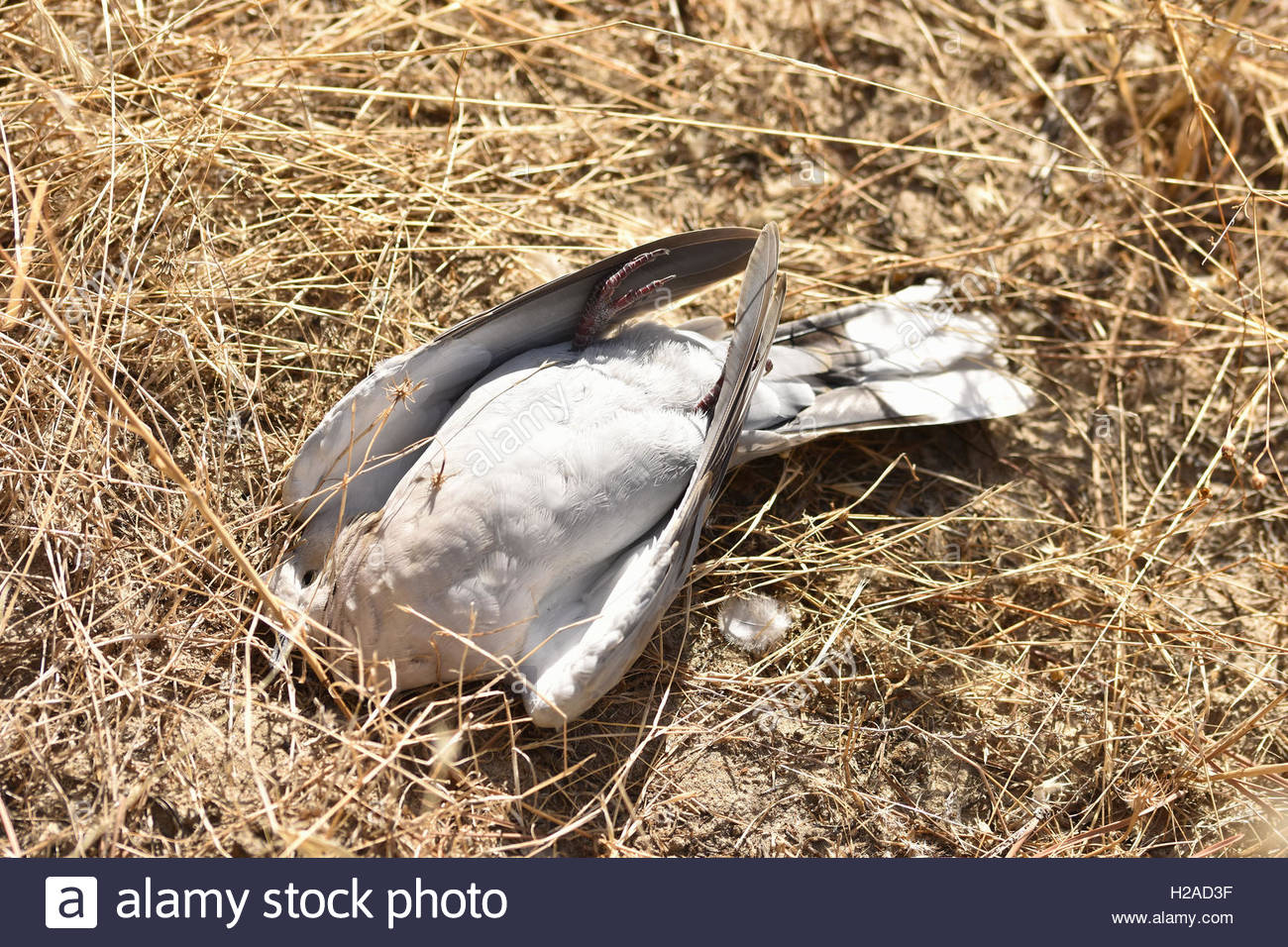 Colombe Morte Banque d'image et photos - Alamy