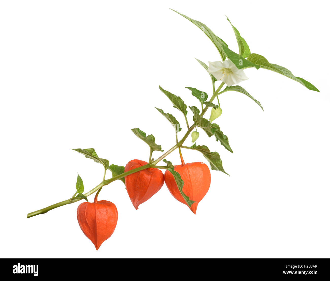 Chinese Lampion Physalis Banque d'image et photos - Alamy