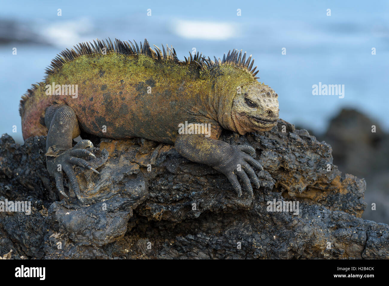 Iguanes marins amblyrhynchus cristatus sur des rochers Banque de ...