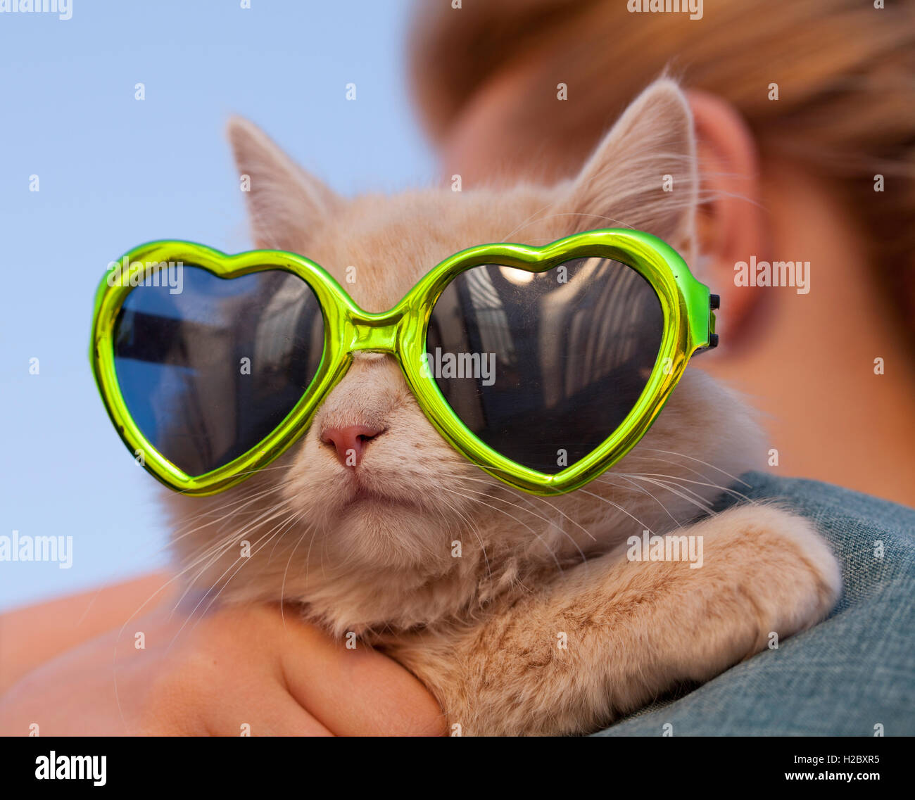 Chat cool Banque de photographies et d’images à haute résolution - Alamy