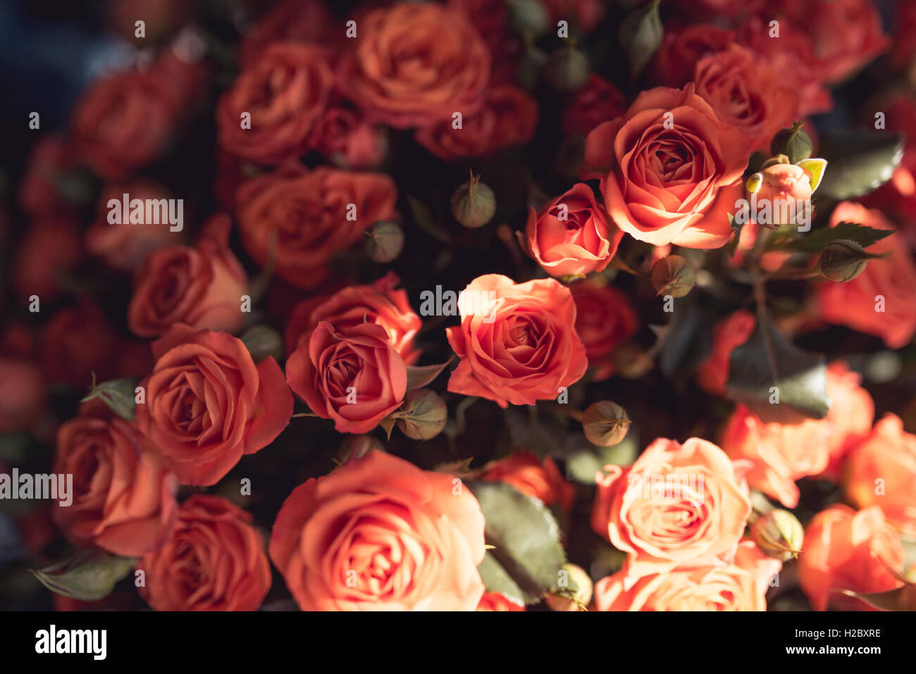 Dozen red roses bouquet Banque de photographies et d’images à haute ...