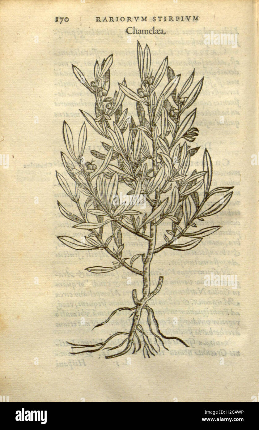 Cet ouvrage botanique historique de Carolus Clusius décrit des espèces ...