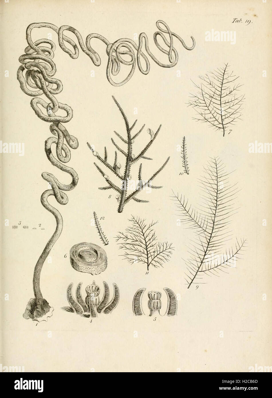 Une exposition systématique des genres dans l'ordre des polypiliers ...