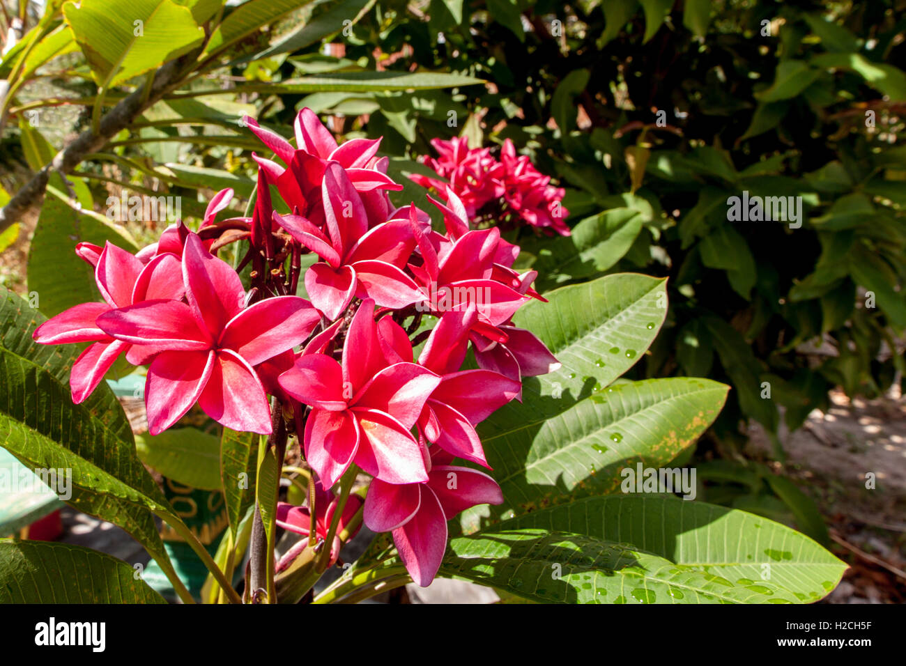 Sur le Plumeria rouge arbre plumeria frangipani, fleurs tropicales. Plumeria acuminata Aiton ou ...