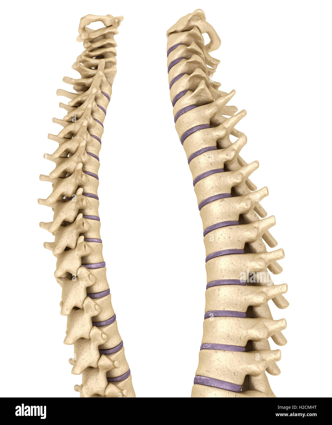 L'anatomie de la colonne vertébrale , 3D render Photo Stock - Alamy