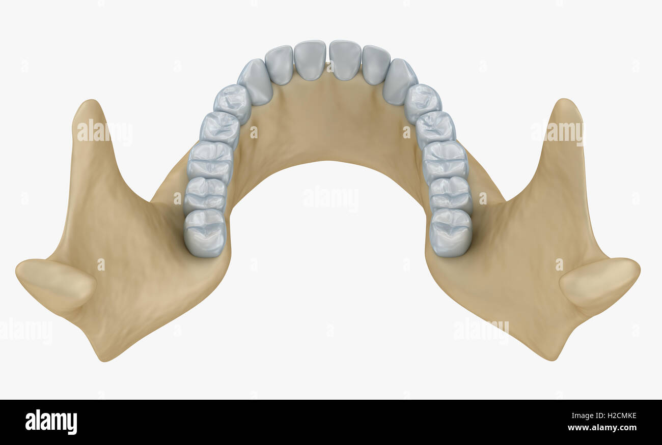 Le squelette de la mâchoire inférieure et les dents de l'anatomie ...