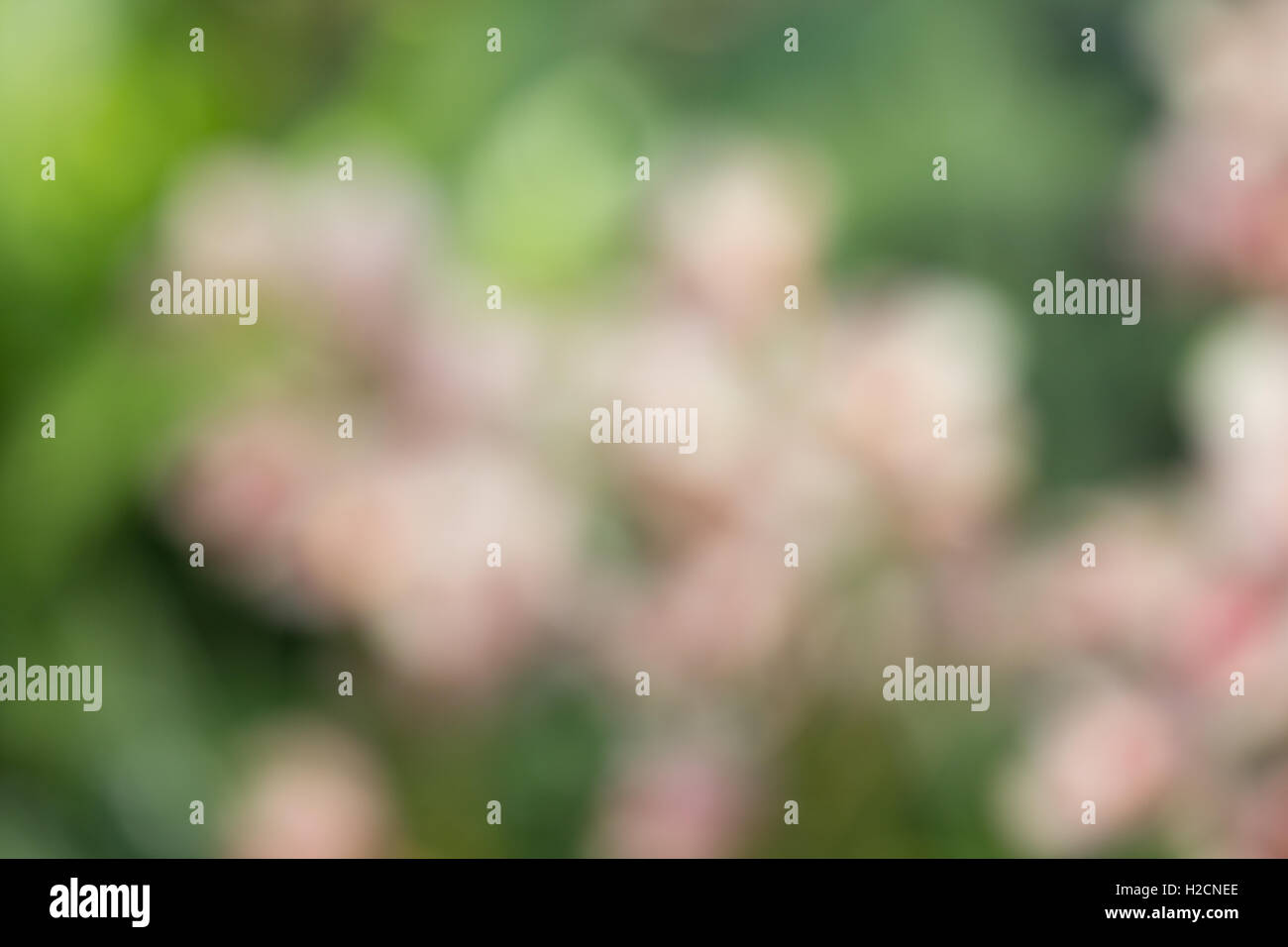 Fleur floue Banque de photographies et d’images à haute résolution - Alamy