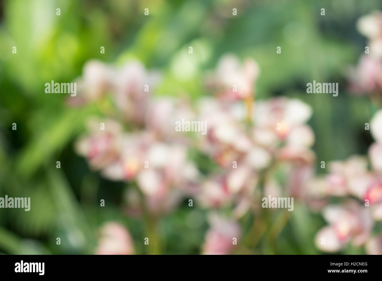 Fleur floue Banque de photographies et d’images à haute résolution - Alamy