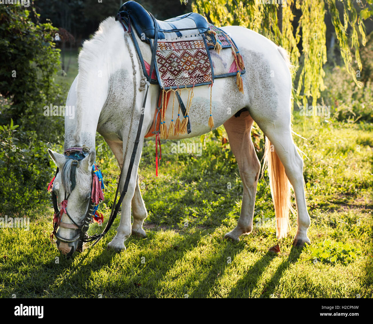 Races de chevaux Banque de photographies et d’images à haute résolution ...