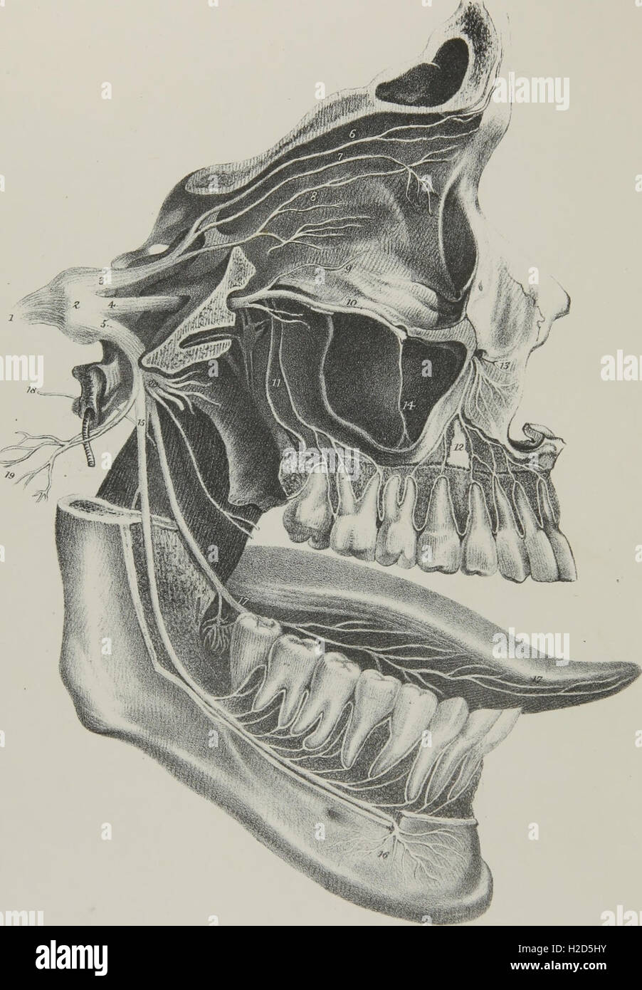 Trijumeau Nervus;l'anatomie, physiologie et pathologie de l'humain ...