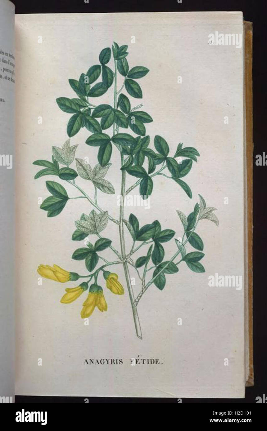 Traite des arbrisseaux et des arbustes cultives en France et en pleine ...