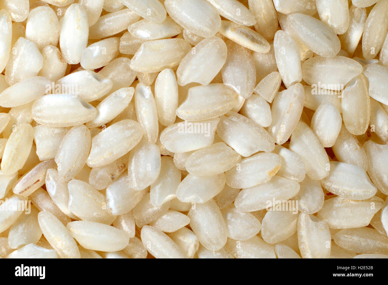 Riz arborio oryza sativa Banque de photographies et d’images à haute ...