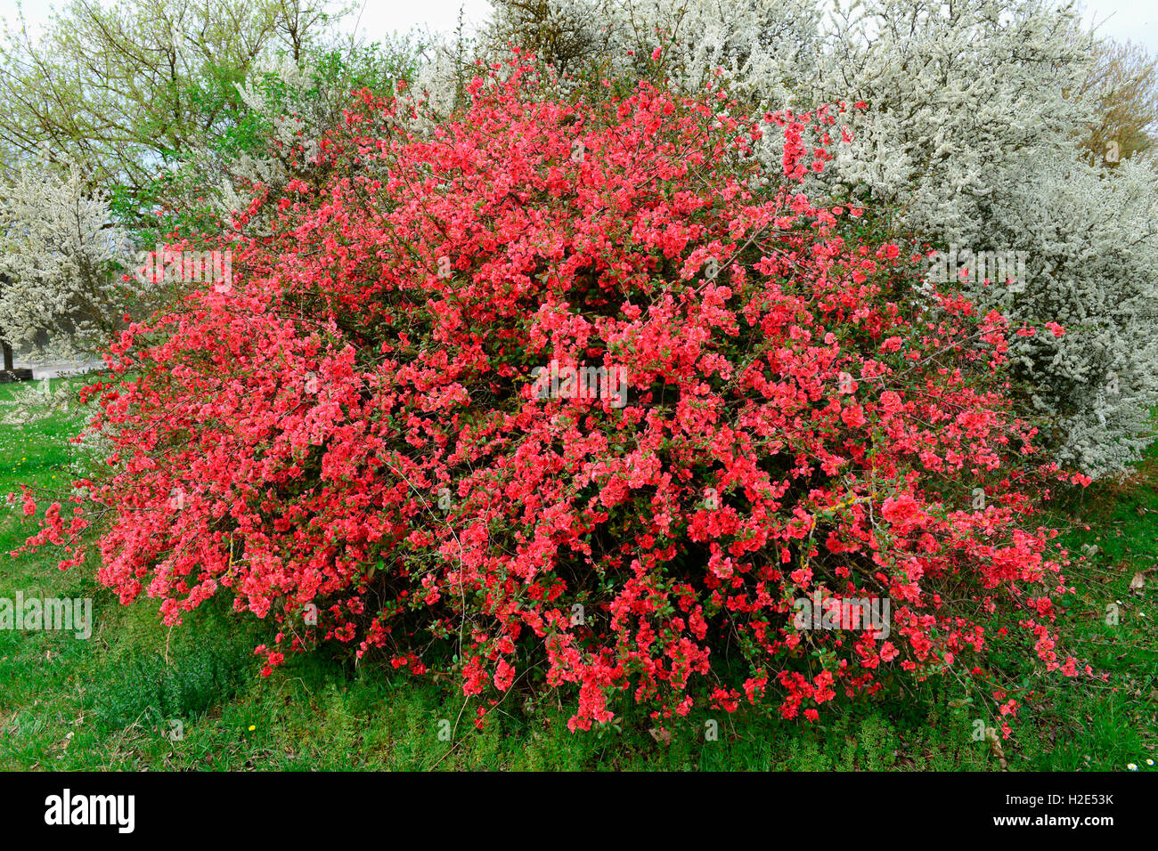 Cognassier du Japon (Chaenomeles japonica), la floraison bush ...