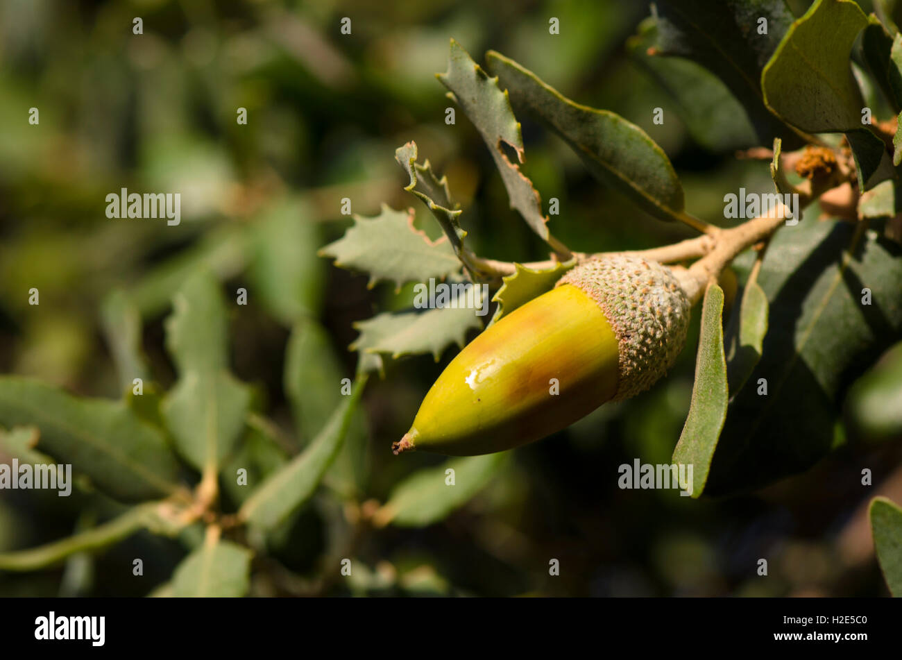 Gland de chêne vert, Quercus ilex subs rotundifolia ballota, Andalousie ...