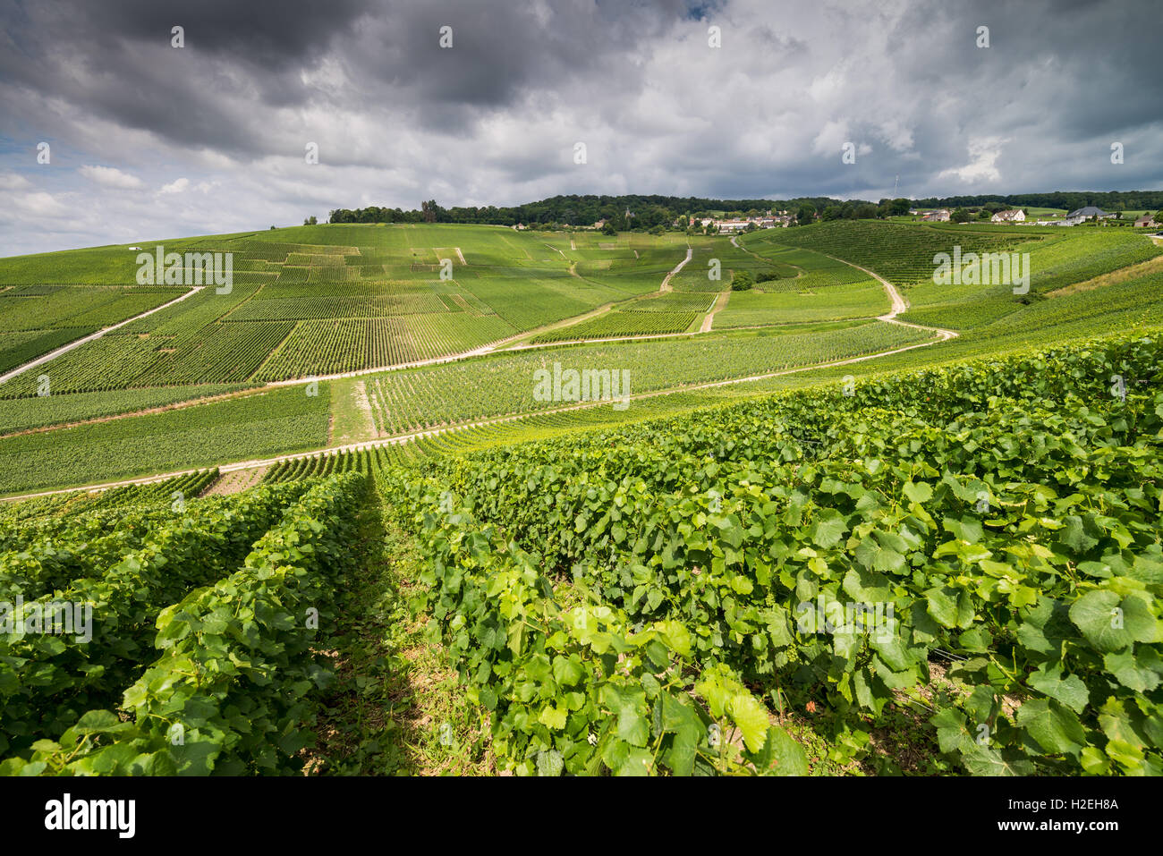 Vignes de Champagne près de la ville d'Epernay, France, l'Union ...