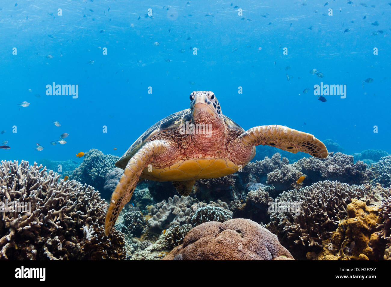 La tortue verte (Chelonia mydas) Apo Island, Philippines Photo Stock ...