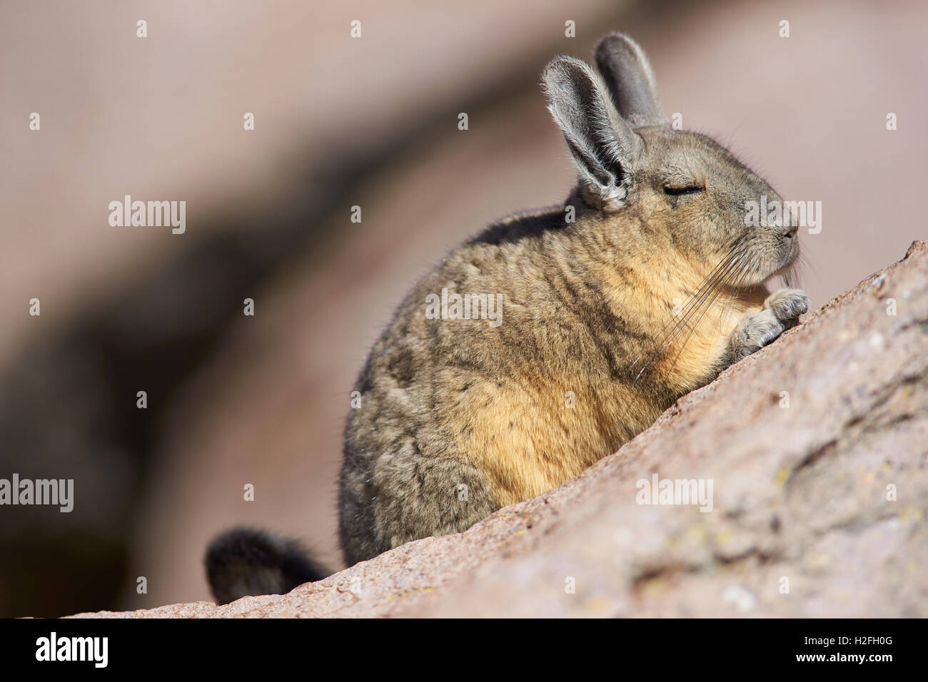 Lagidium de viscacha de montagne Banque de photographies et d’images à ...