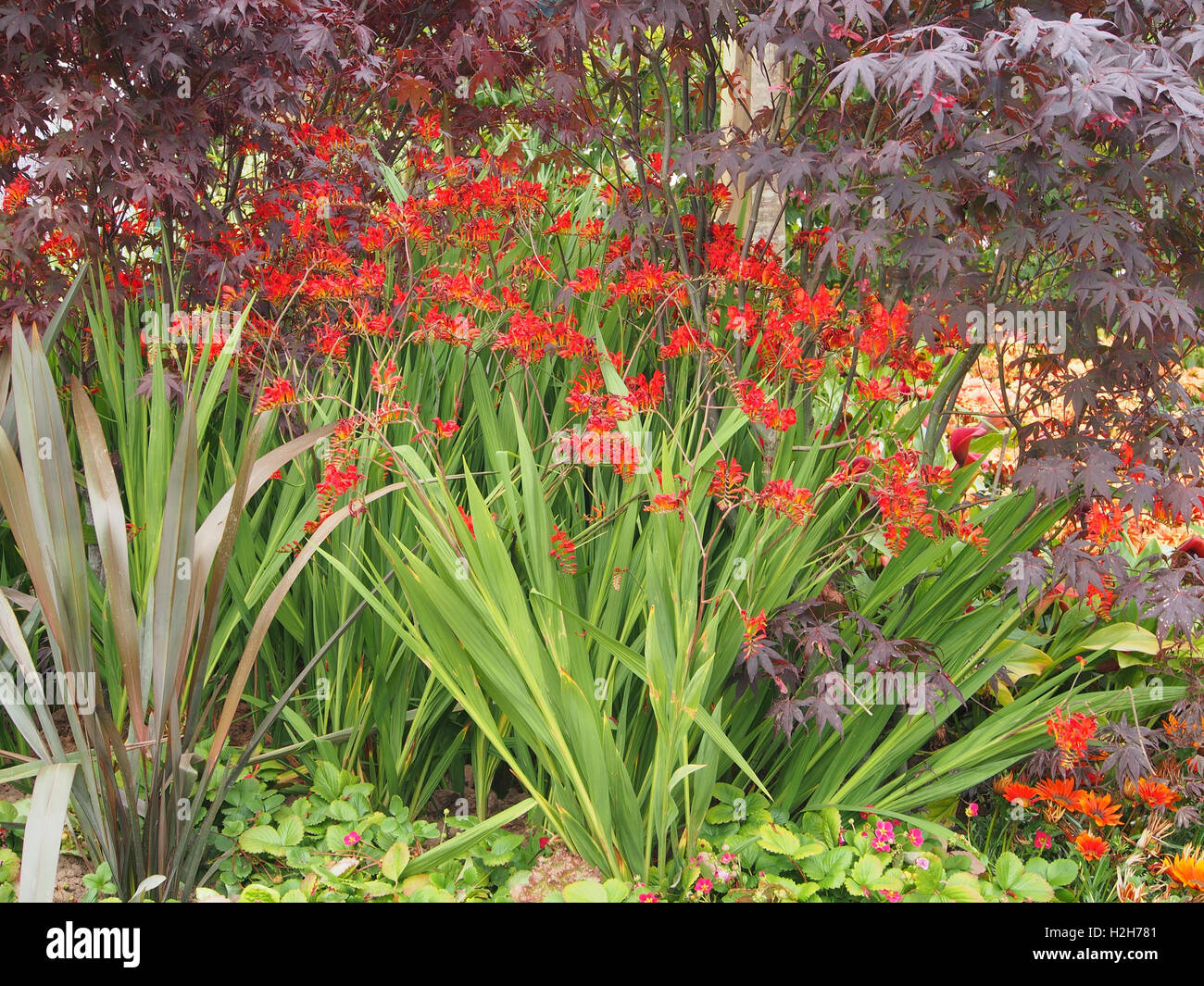 Acer palmatum bloodgood Banque de photographies et d’images à haute ...