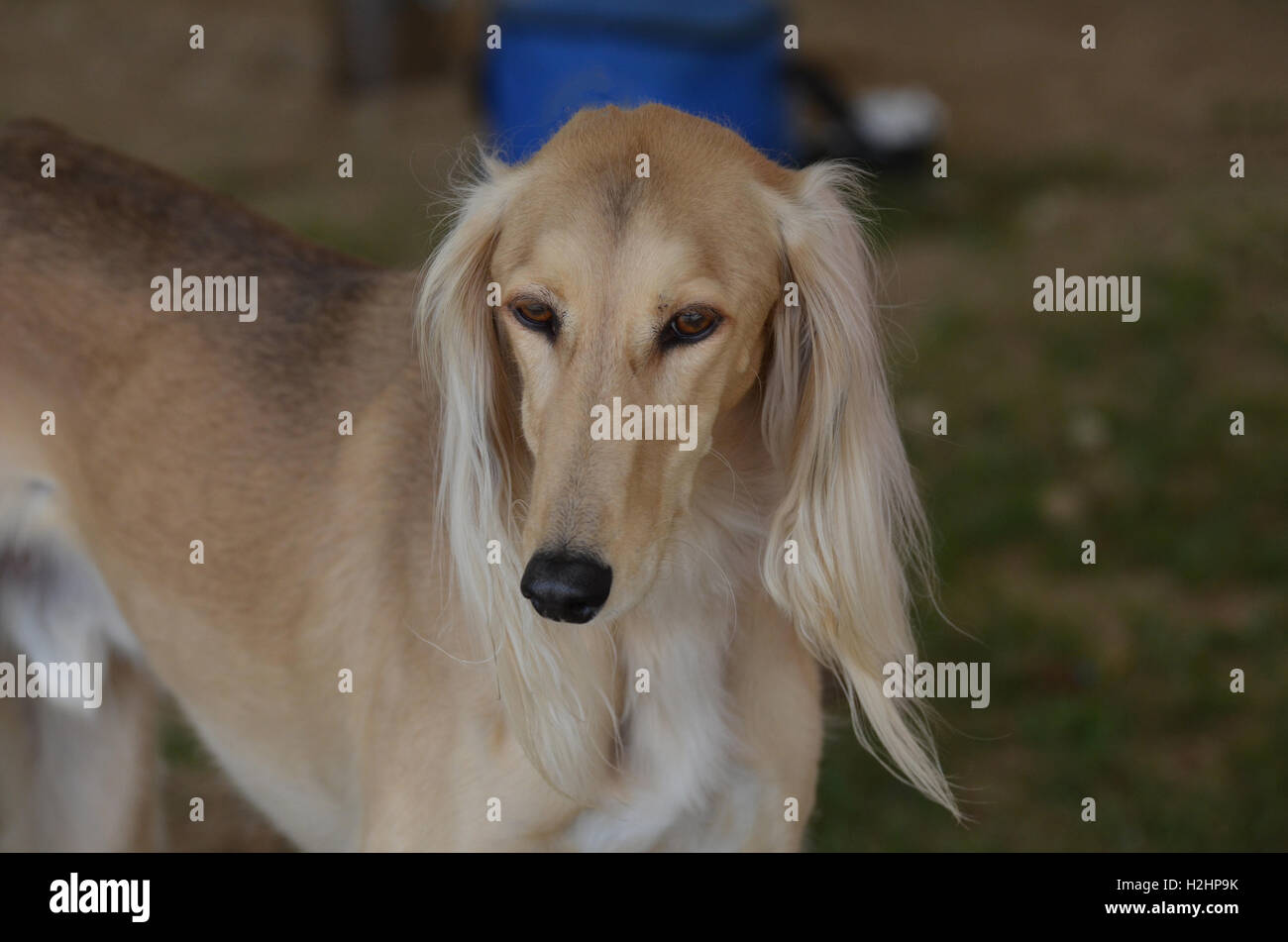Chien de chasse arabe Banque de photographies et d’images à haute ...