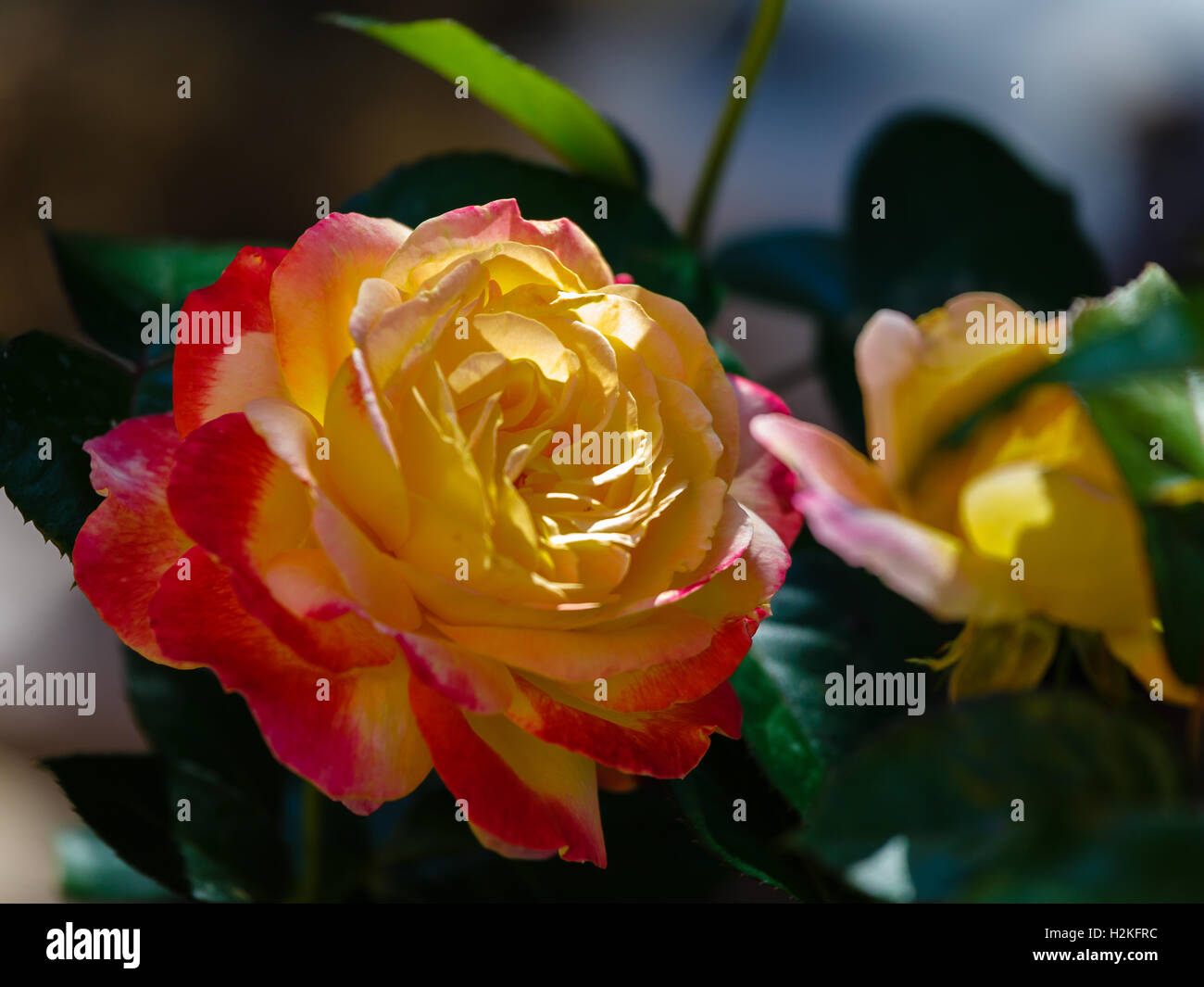 Fleur rouge et jaune Banque de photographies et d’images à haute ...