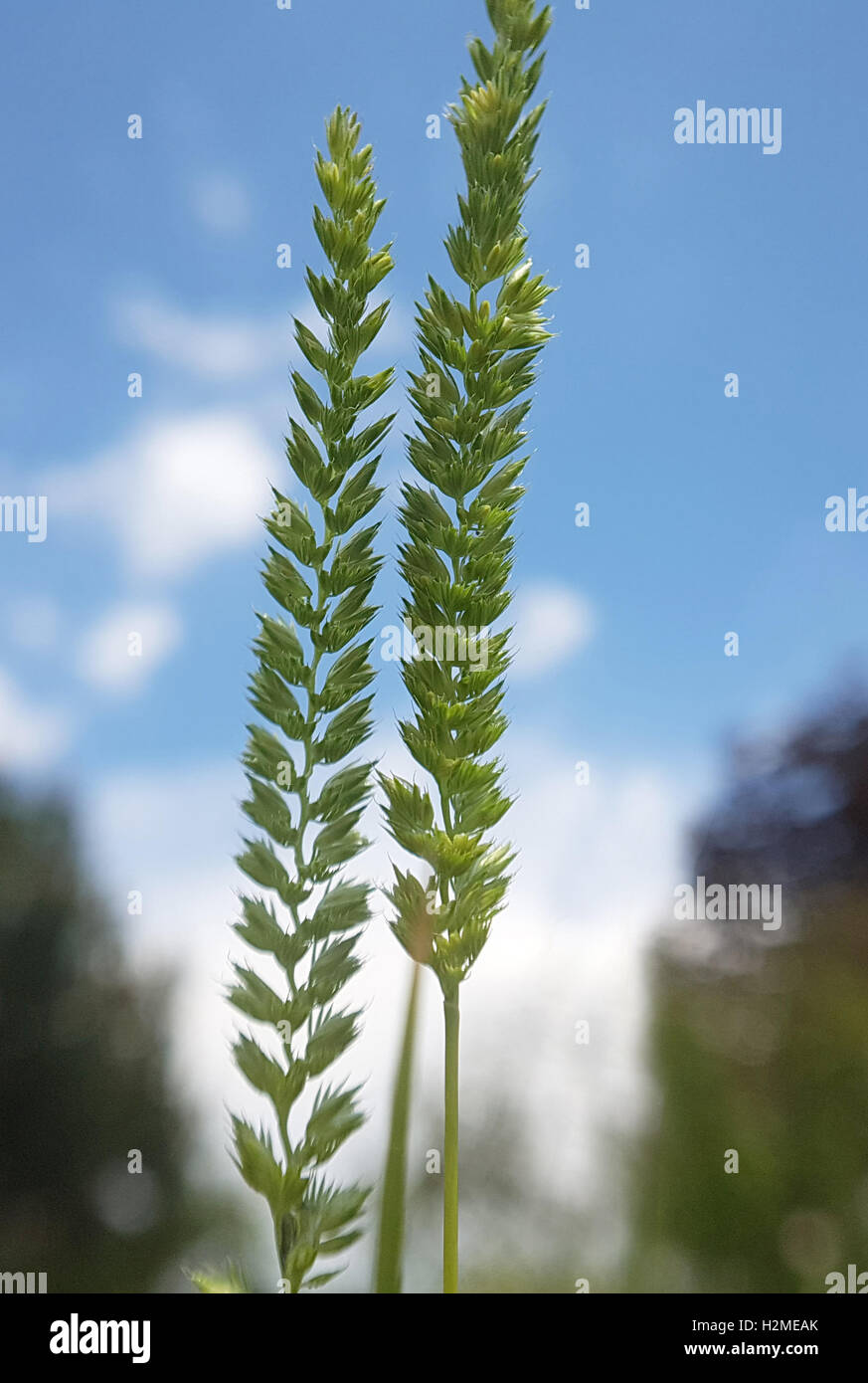 Wiesen halm Banque de photographies et d’images à haute résolution - Alamy