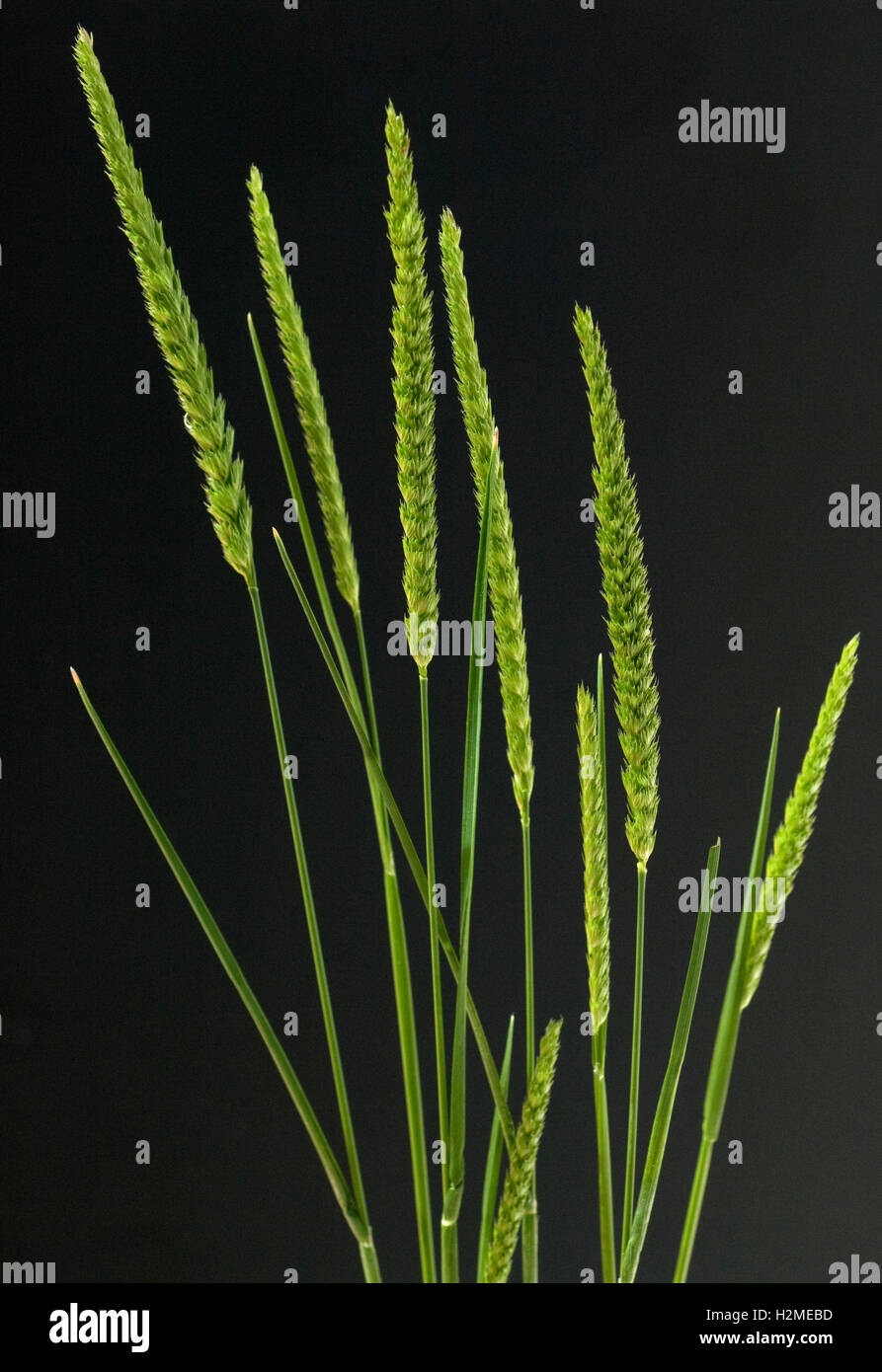 Wiesen halm Banque de photographies et d’images à haute résolution - Alamy