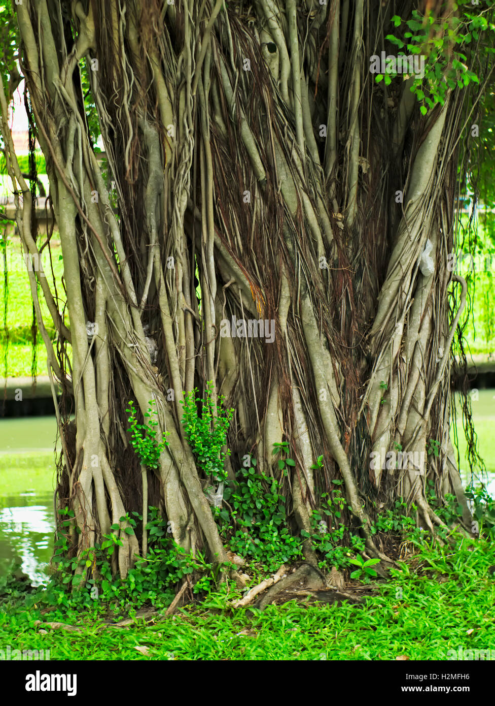 Fig sacré, arbre de bodhi, arbre pippala, peepal tree ou arbre ...