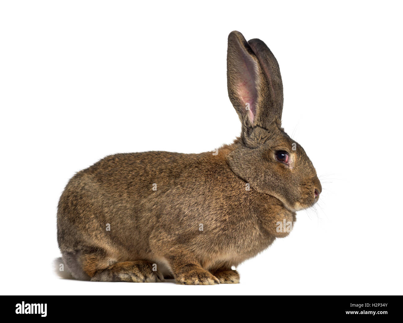 Vue latérale d'un lapin géant flamand isolated on white Photo Stock - Alamy