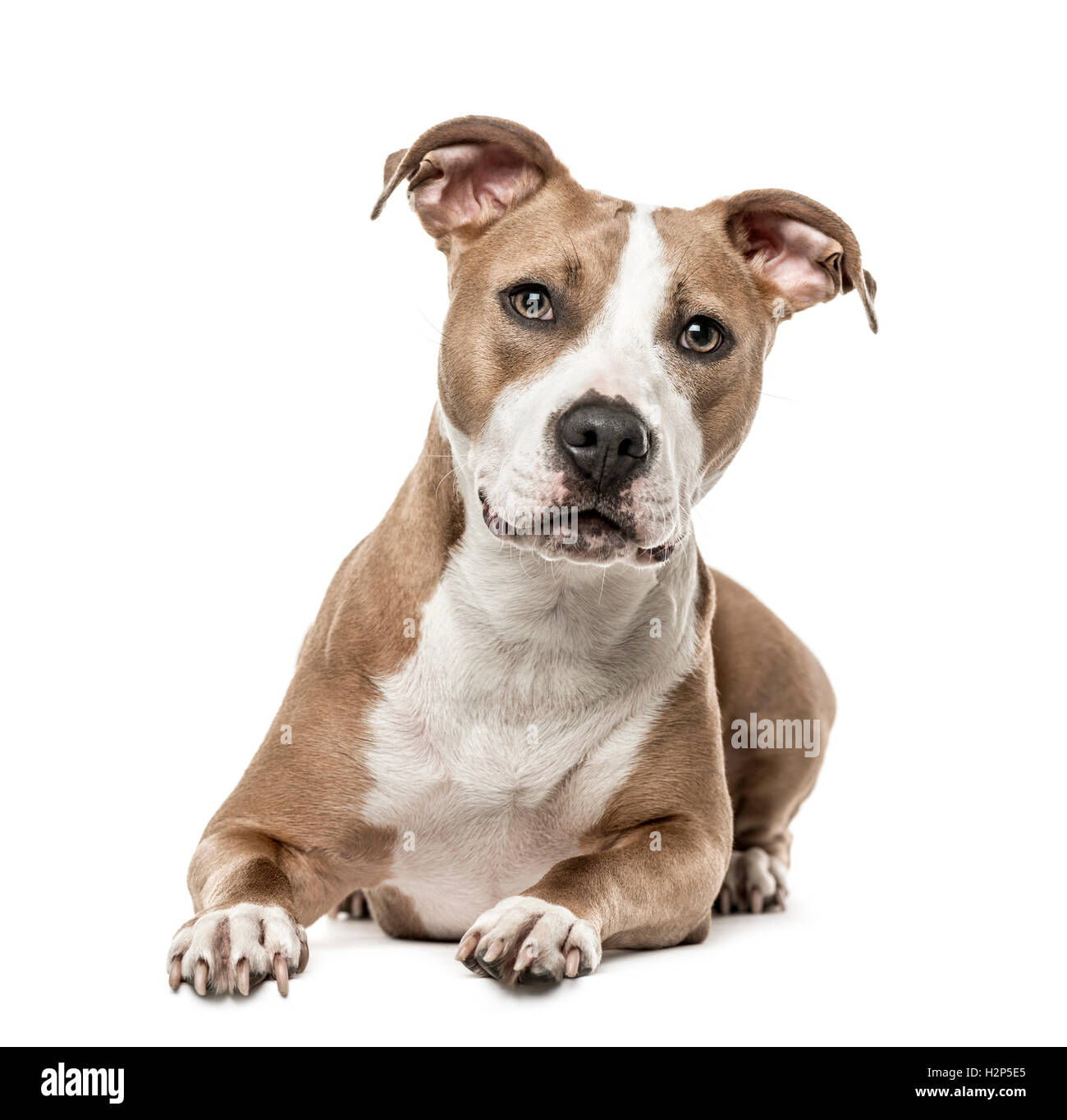 American staffordshire terrier lying on Banque de photographies et d ...