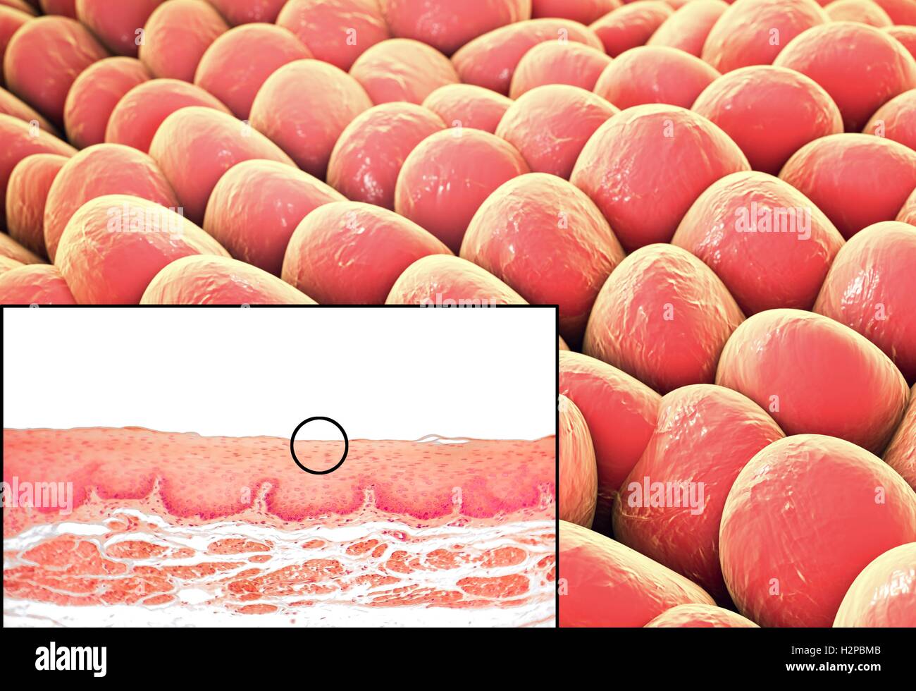 L'épithélium pavimenteux, lumière microphotographie et illustration de ...