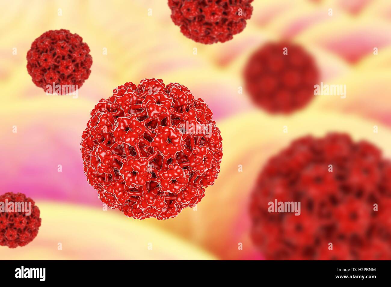 Virus du papillome humain Banque de photographies et d’images à haute ...