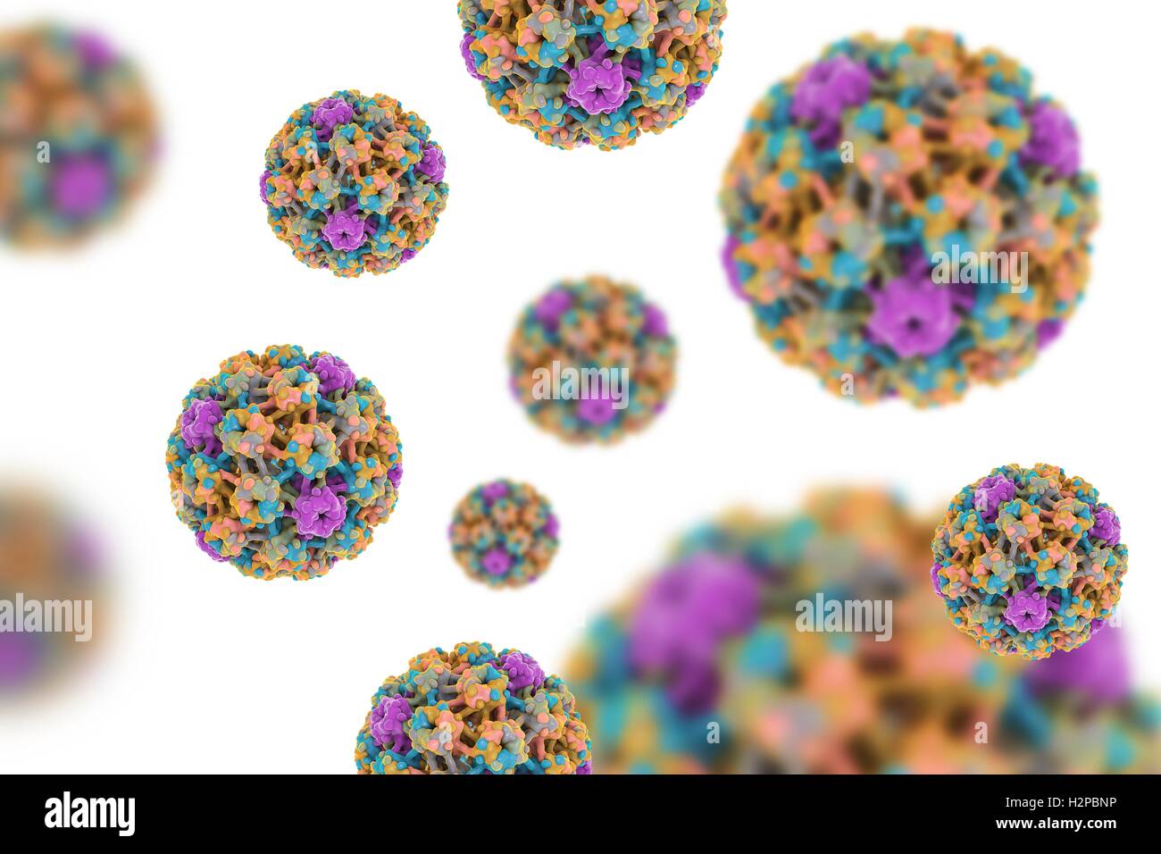 Human papilloma virus hpv Banque de photographies et d’images à haute ...