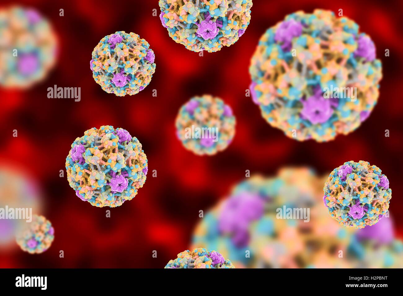 Virus du papillome humain Banque de photographies et d’images à haute ...