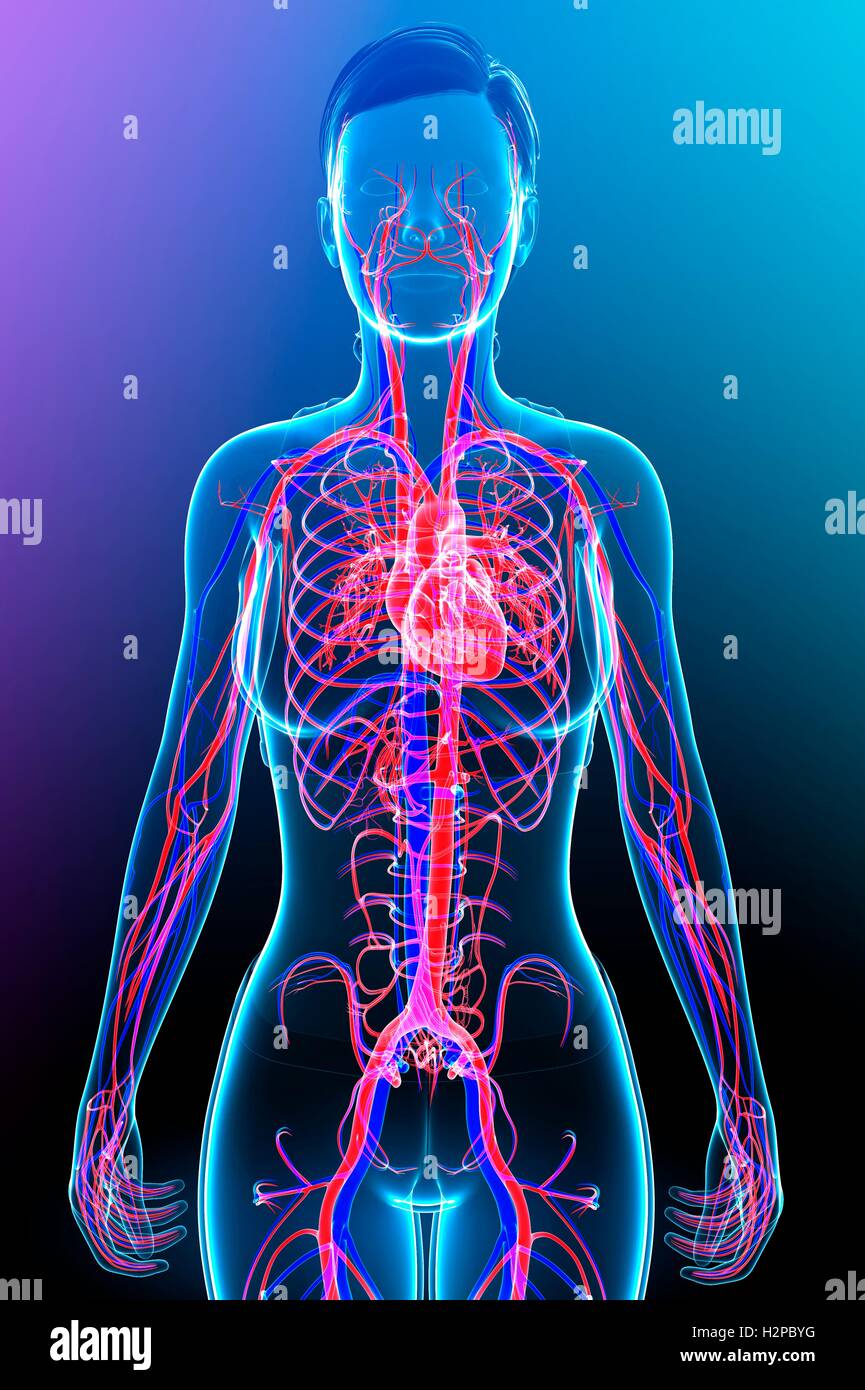 Sistema circulatorio 3d Banque de photographies et d’images à haute ...